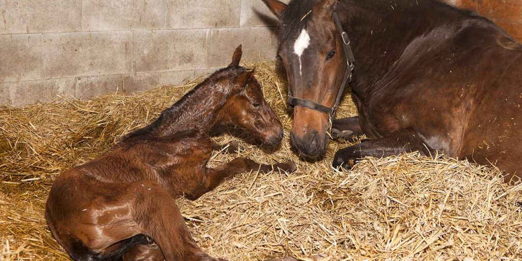 Potential Post Foaling Problems: Avenel Equine Hospital