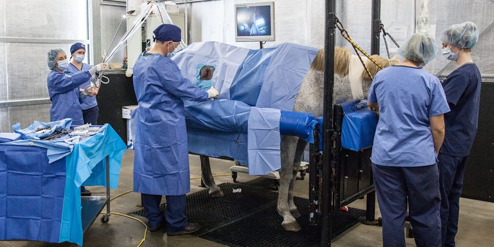 Laparoscopy For Mare Infertility: Avenel Equine Hospital