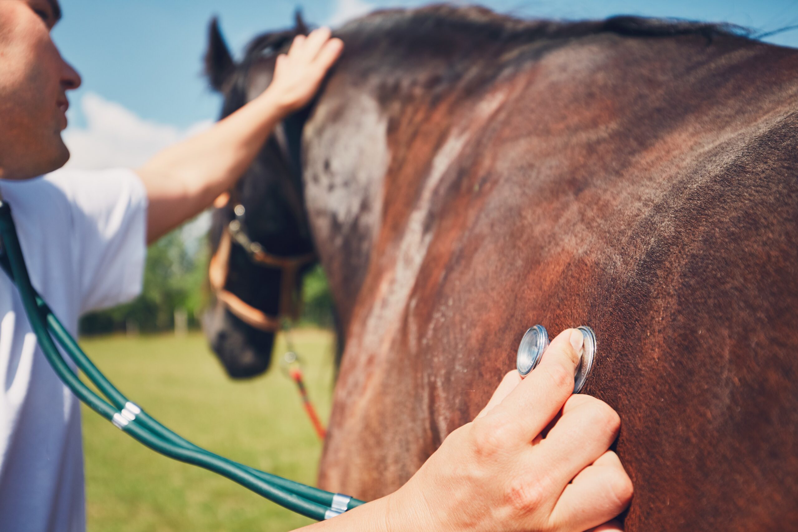 What Is Your Equine Emergency Plan?: Avenel Equine Hospital
