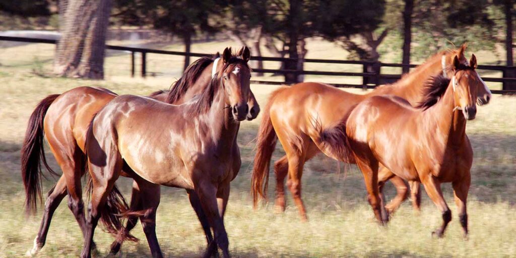 Preparing Dry Mares For Breeding: Avenel Equine Hospital
