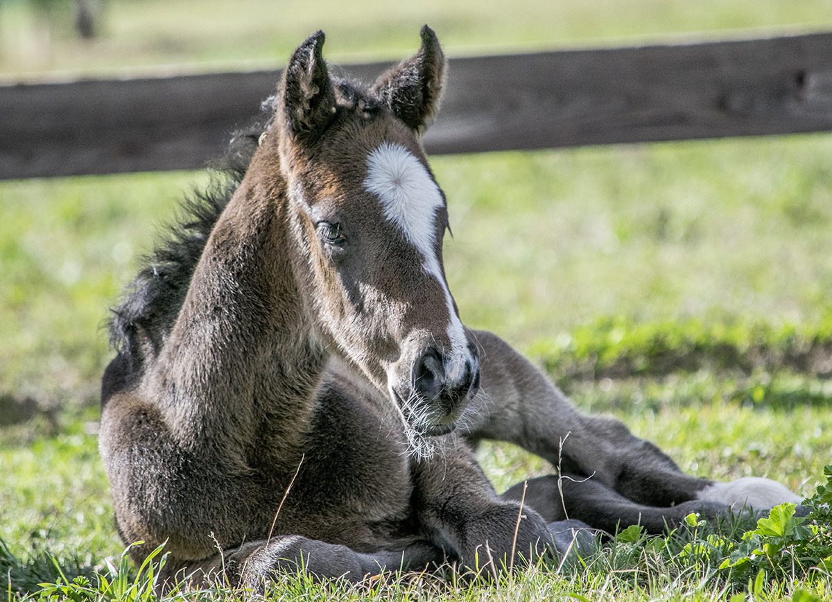 Normal Foal Behaviour: Avenel Equine Hospital