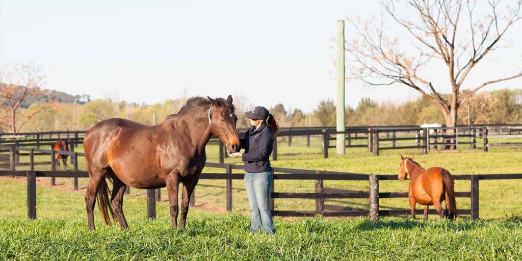 Normal Stages Of Horse Labour: Avenel Equine Hospital