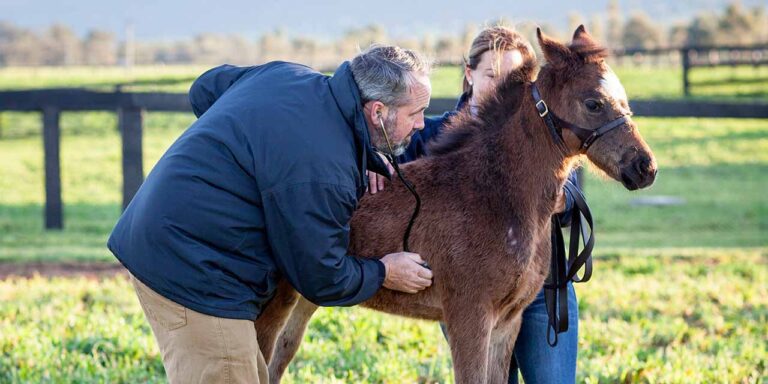 When To Call A Vet In Foaling Season: Avenel Equine Hospital