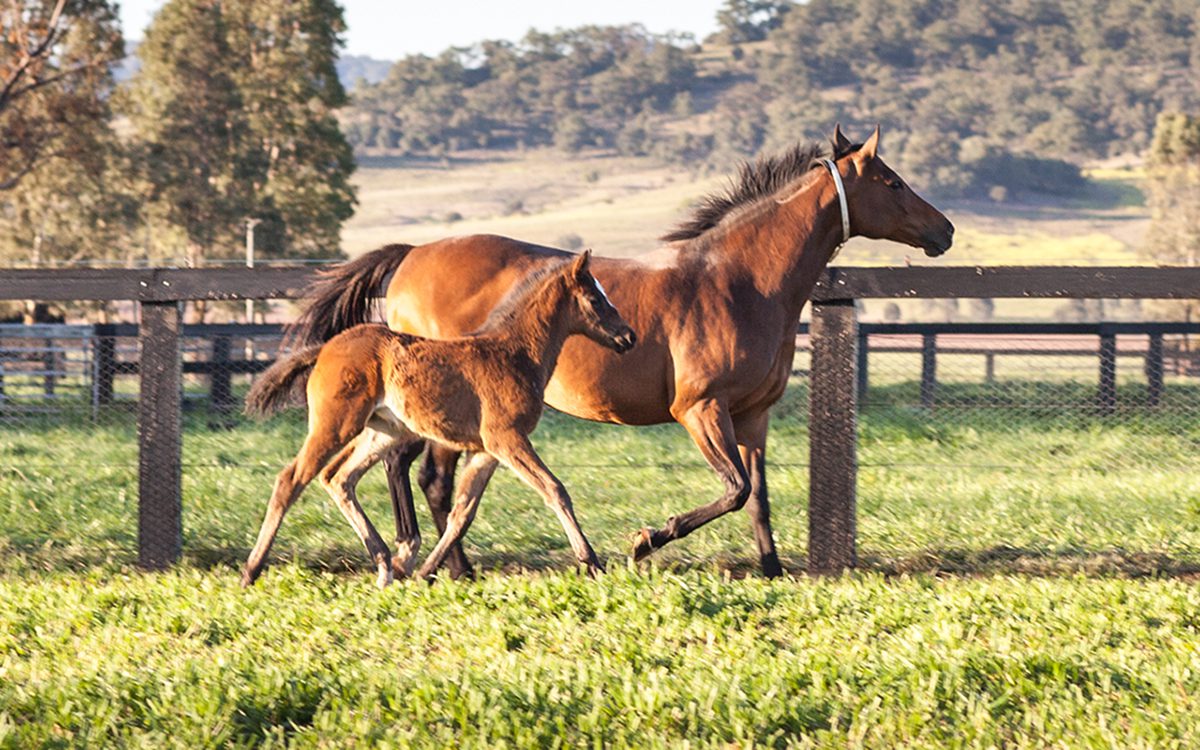 Angular Limb Deformities In Foals: Avenel Equine Hospital