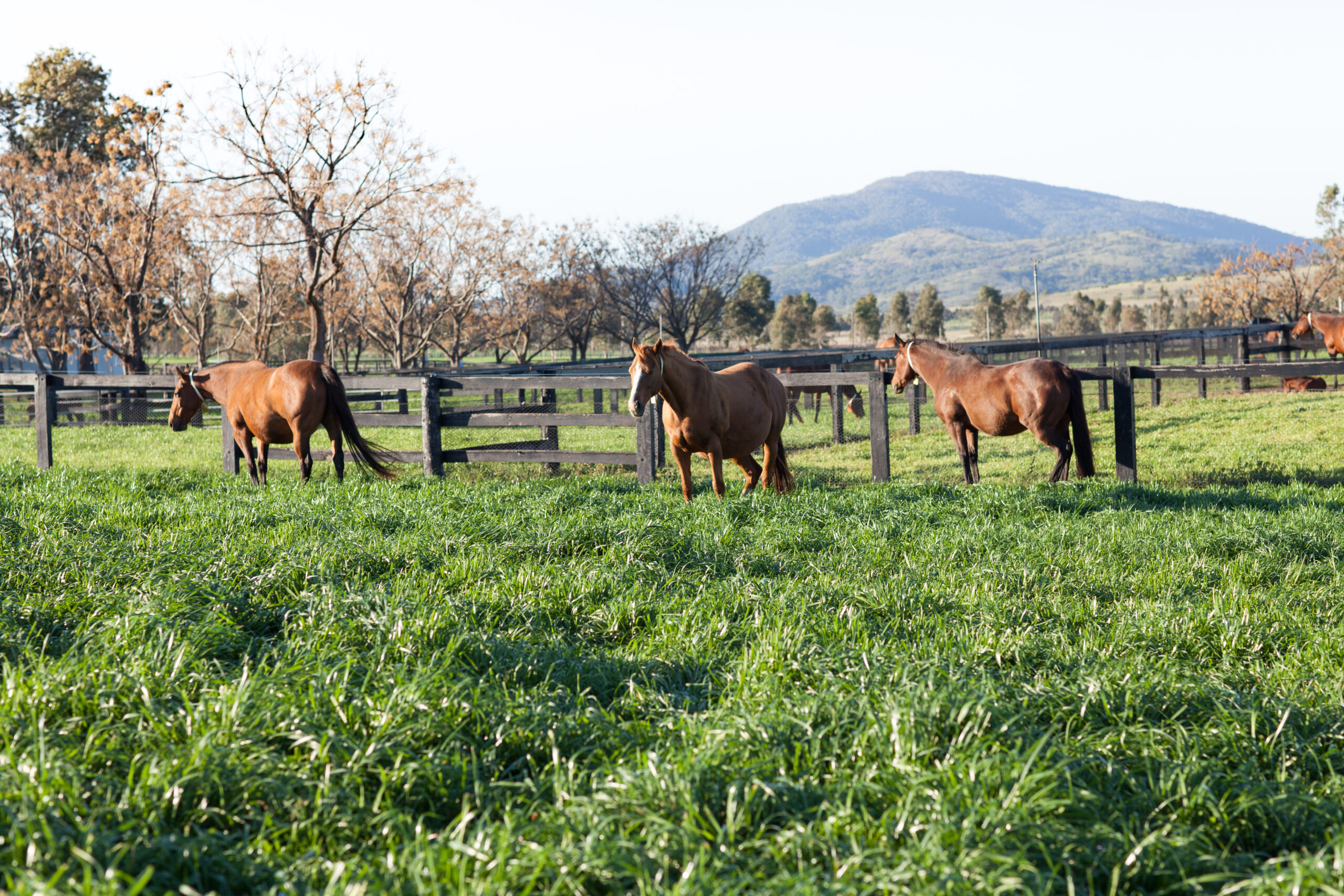 Pregnant Mare Care Guide: Avenel Equine Hospital