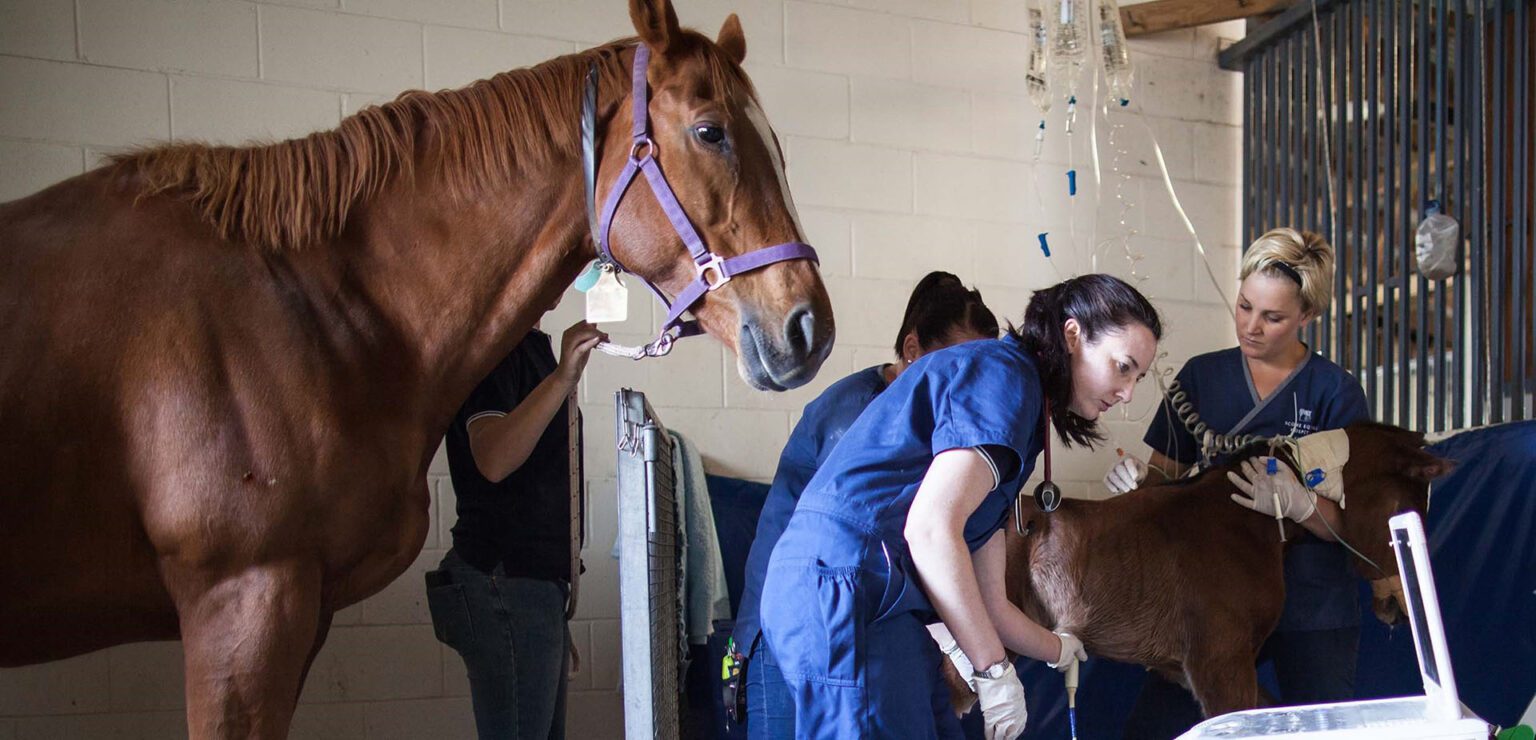 Equine Vets - Hospital & ICU: Avenel Equine Hospital