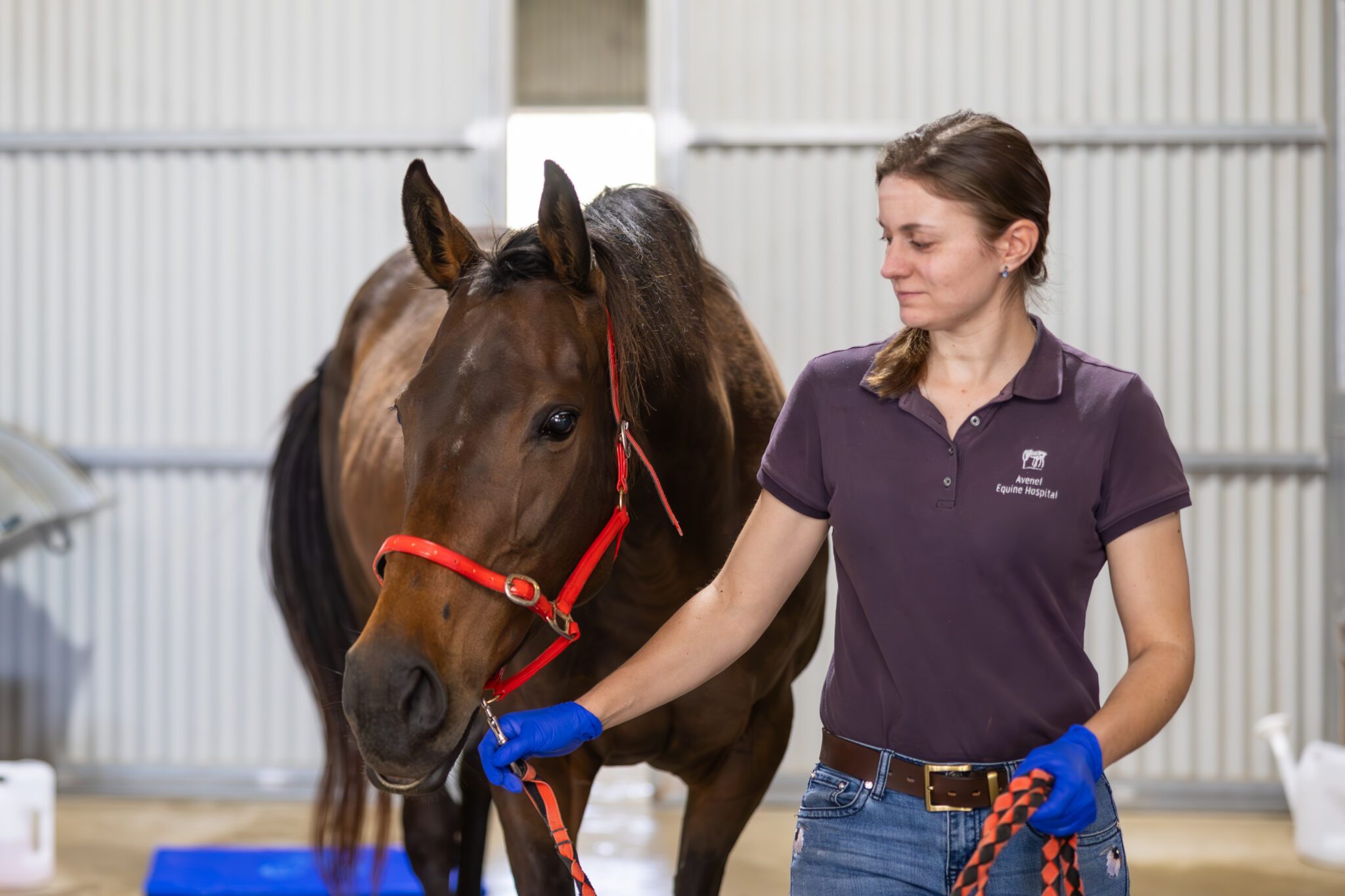 Equine Veterinary Services VIC: Avenel Equine Hospital
