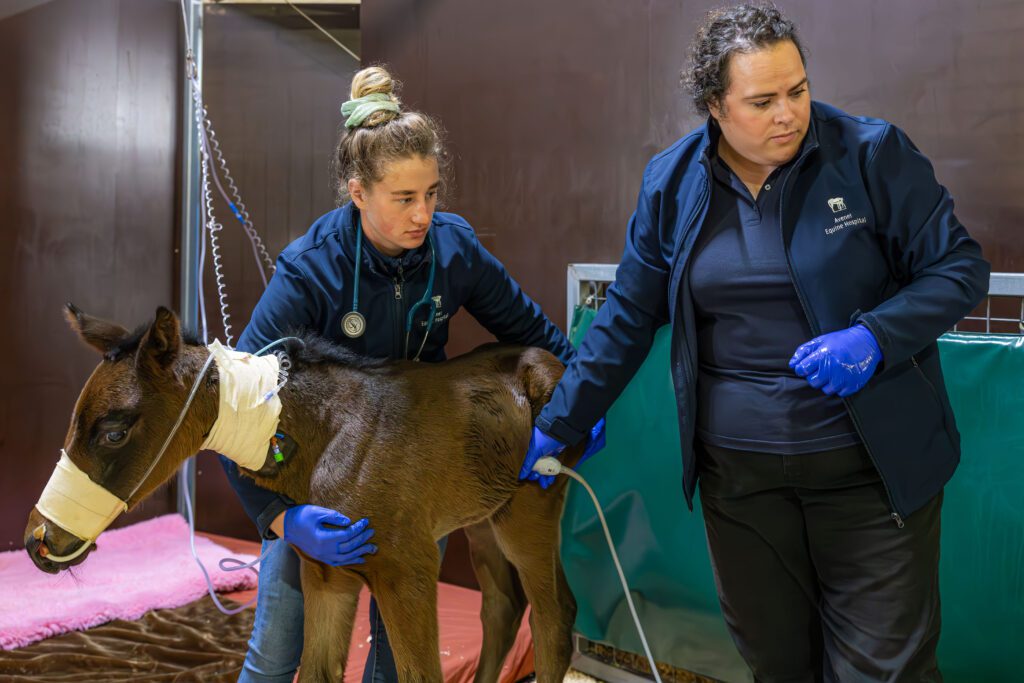 Equine Vets - Hospital & ICU: Avenel Equine Hospital